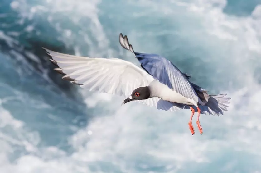 Vítězové fotografie soutěže Galapagos konzervace důvěryhodnosti fotografie soutěž 2017 7463_3