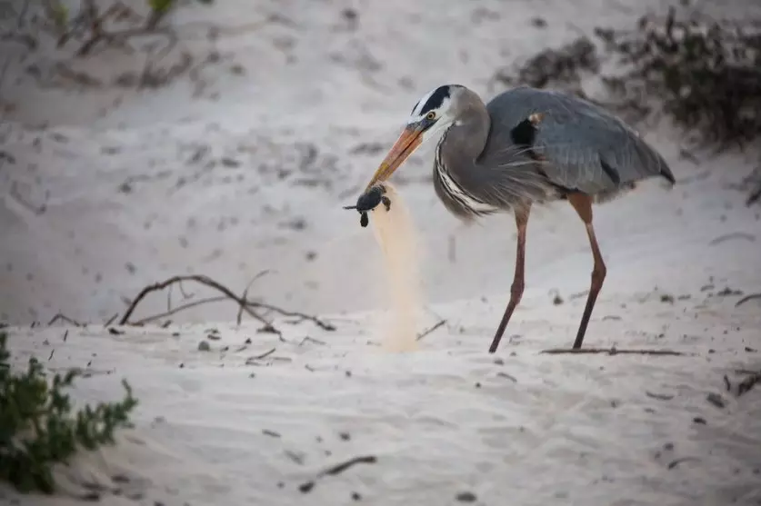 Vítězové fotografie soutěže Galapagos konzervace důvěryhodnosti fotografie soutěž 2017 7463_5