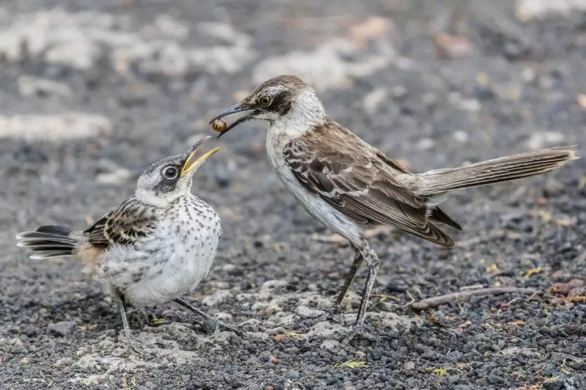 Vindere Photo Contest Galapagos Conservation Trust Photography Competition 2017 7463_6