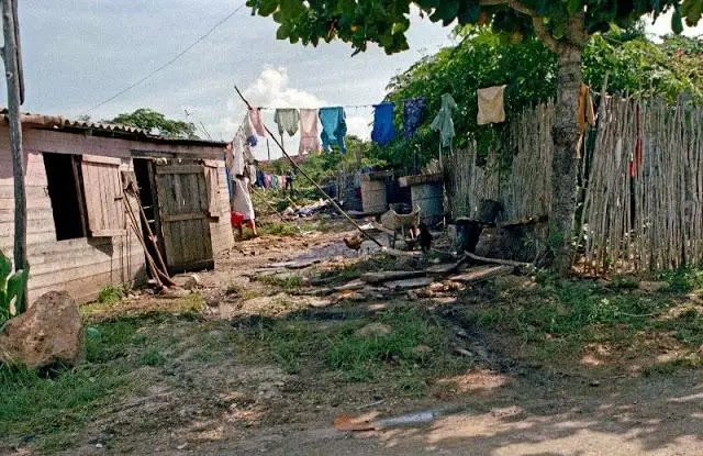 Ndụ dị na Cuba na 1981