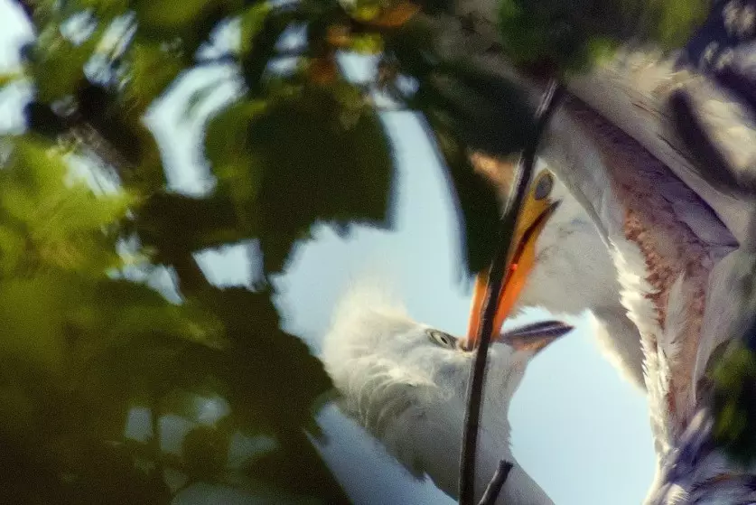 Egiptuse HERON Krimmis: fotod Tatyana zerebtsova 7506_10