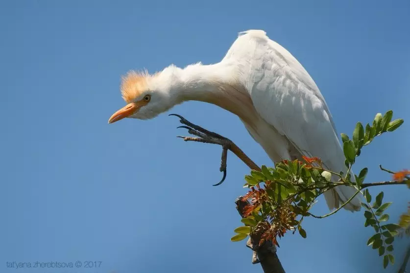 Egiptuse HERON Krimmis: fotod Tatyana zerebtsova 7506_3