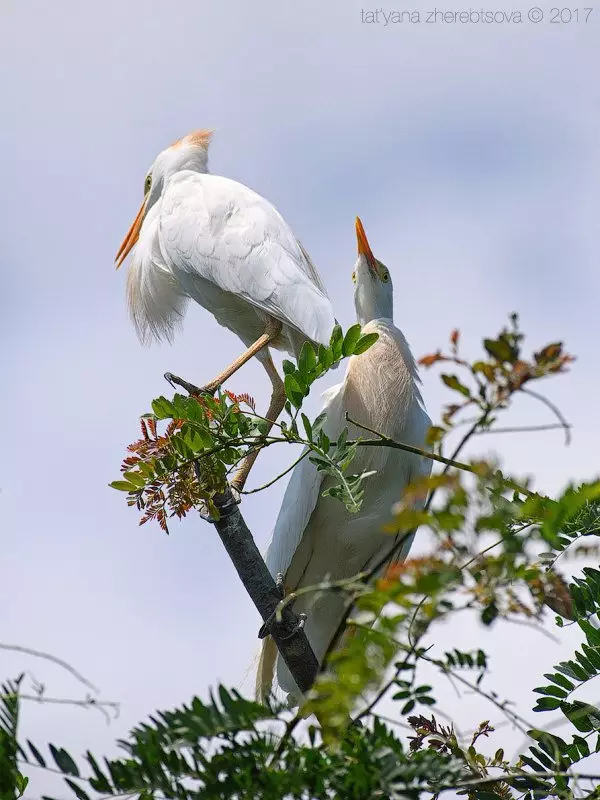 Egiptuse HERON Krimmis: fotod Tatyana zerebtsova 7506_5