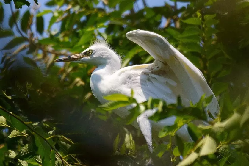 Egiptuse HERON Krimmis: fotod Tatyana zerebtsova 7506_7