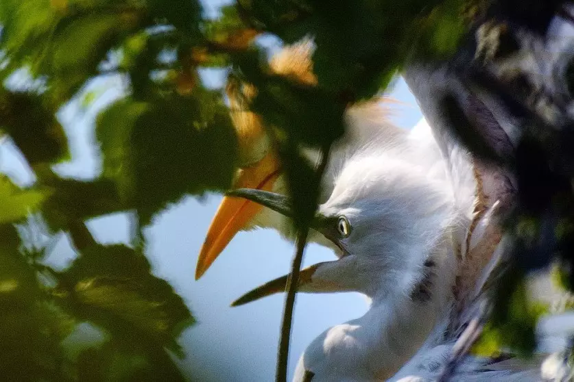 Egiptuse HERON Krimmis: fotod Tatyana zerebtsova 7506_9