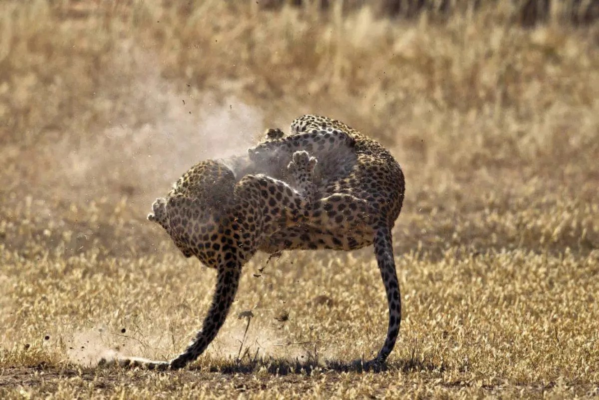 Il-materjal eċċitanti huwa l-ġlieda ta 'leopards ferocious! Fotografu Fanie Haymans 7544_1