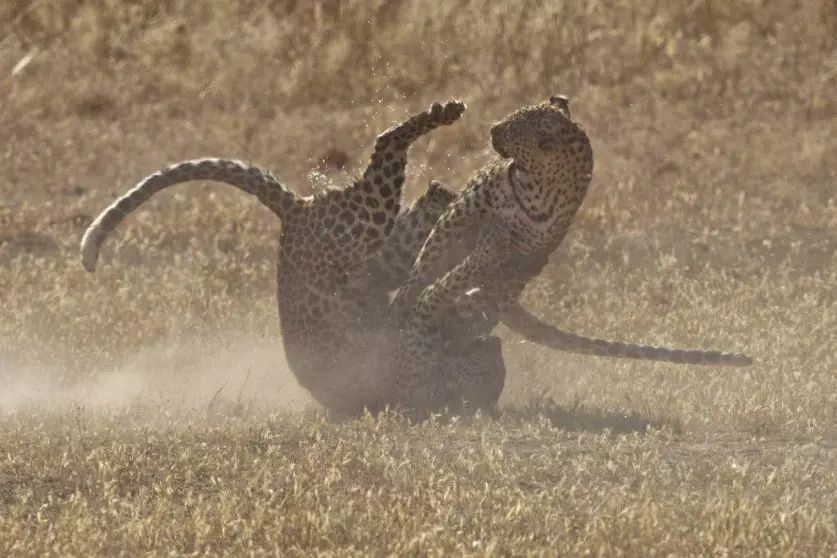 Uzbudljivi materijal je borba divljih leoparda! Fotograf Fanie Haymans 7544_10