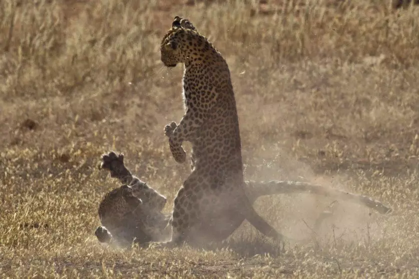 Il-materjal eċċitanti huwa l-ġlieda ta 'leopards ferocious! Fotografu Fanie Haymans 7544_11