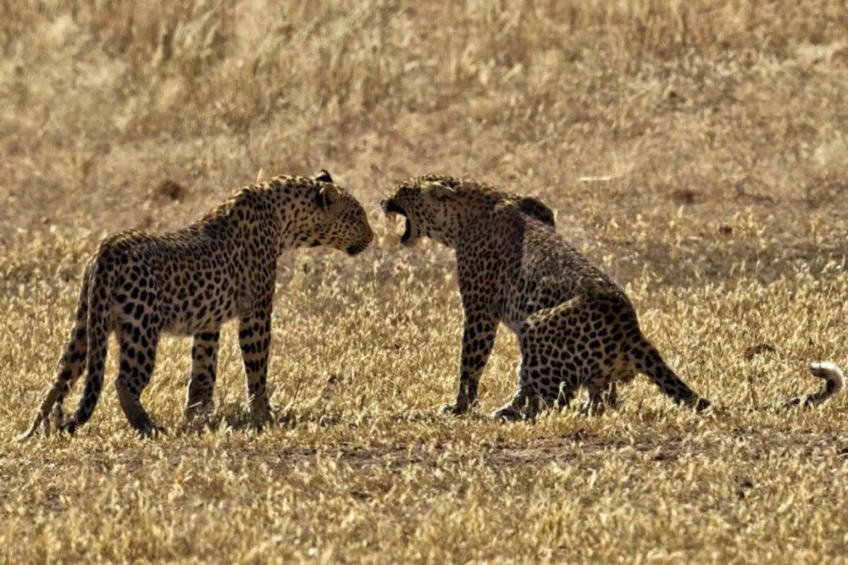 エキサイティングな材料は猛烈なヒョウの戦いです！写真家Fanie Haymans 7544_12