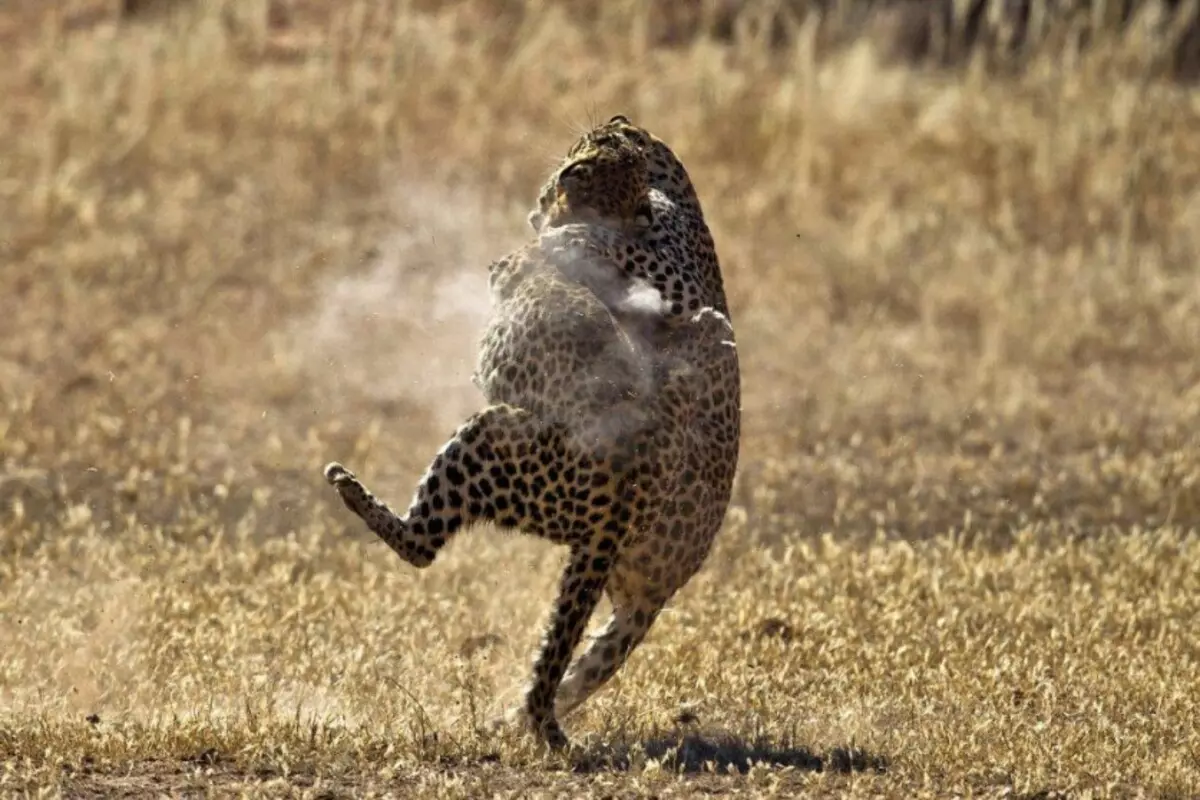 Il-materjal eċċitanti huwa l-ġlieda ta 'leopards ferocious! Fotografu Fanie Haymans 7544_14