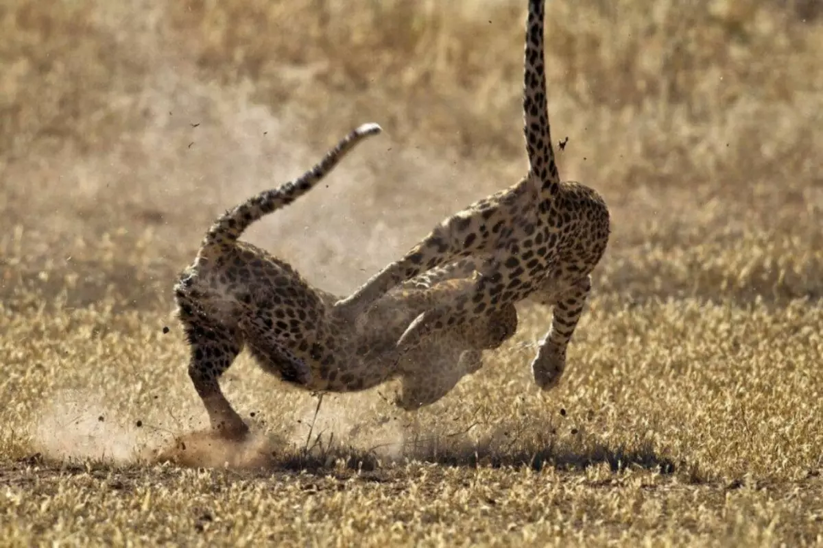 Il-materjal eċċitanti huwa l-ġlieda ta 'leopards ferocious! Fotografu Fanie Haymans 7544_16