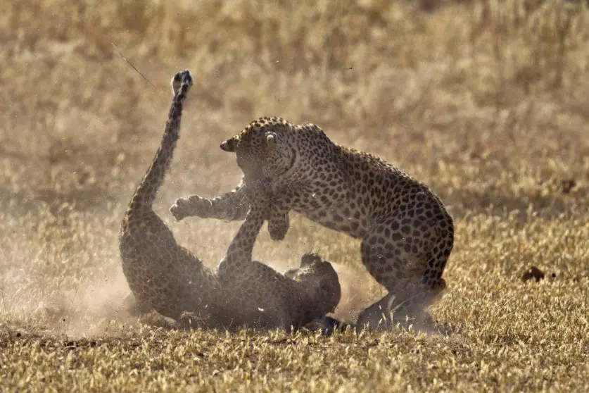 Uzbudljivi materijal je borba divljih leoparda! Fotograf Fanie Haymans 7544_18