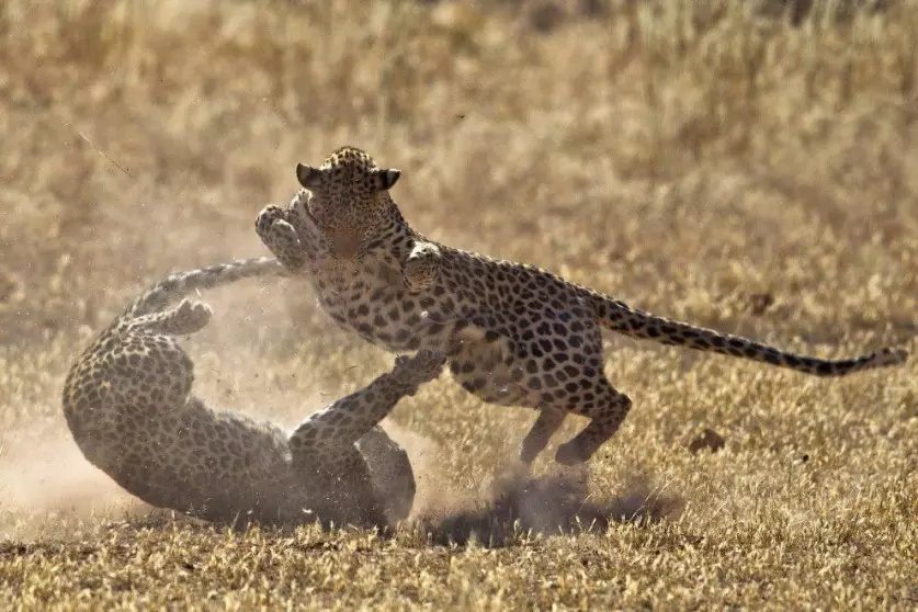 Il-materjal eċċitanti huwa l-ġlieda ta 'leopards ferocious! Fotografu Fanie Haymans 7544_19