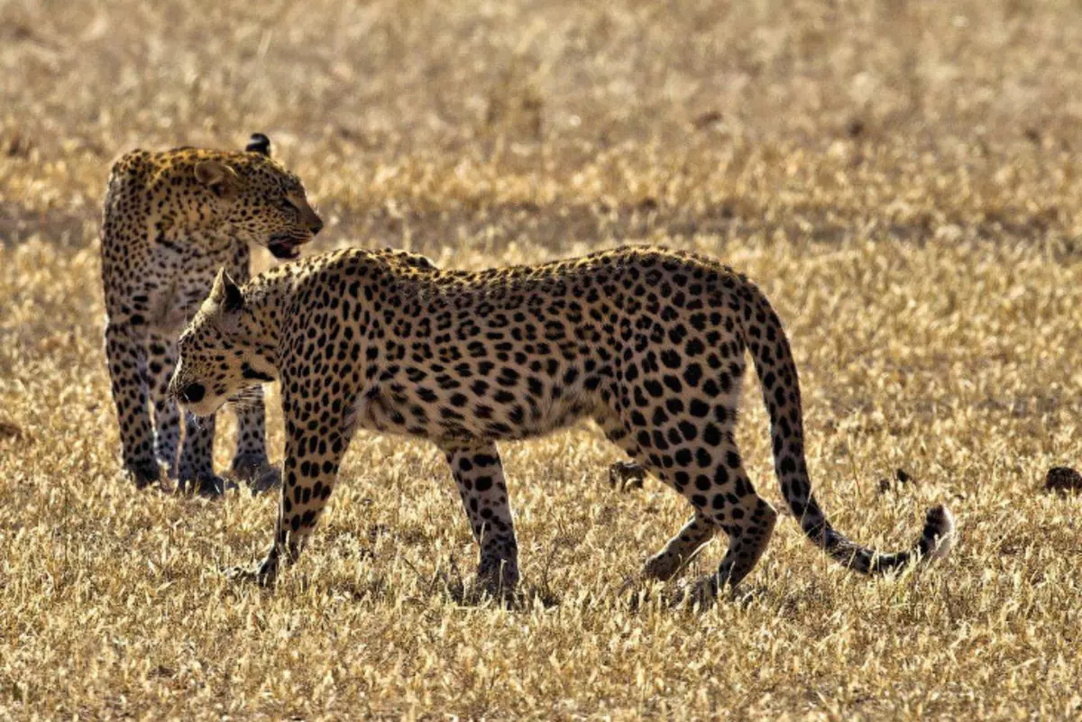 Il-materjal eċċitanti huwa l-ġlieda ta 'leopards ferocious! Fotografu Fanie Haymans 7544_2