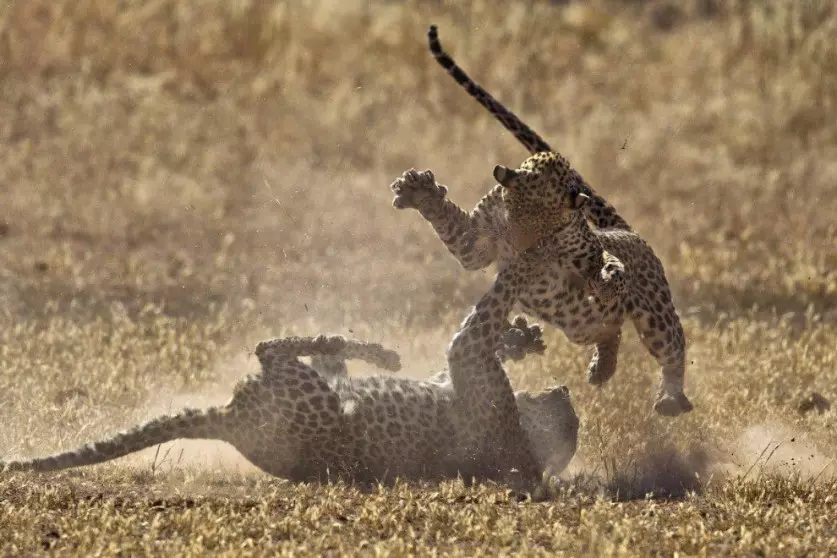 Das aufregende Material ist der Kampf wilischer Leoparden! Fotografin fanie haymans. 7544_20