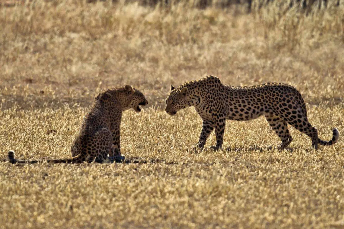 Leichte Leoparden