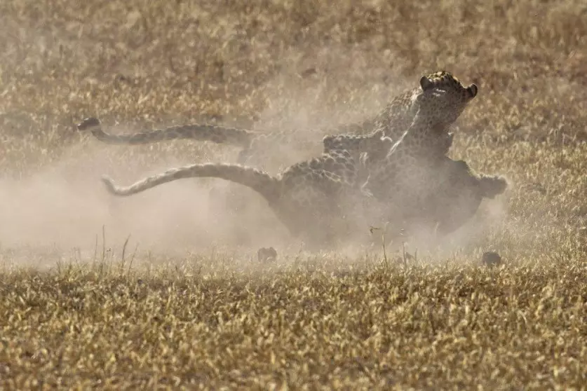 Il-materjal eċċitanti huwa l-ġlieda ta 'leopards ferocious! Fotografu Fanie Haymans 7544_4