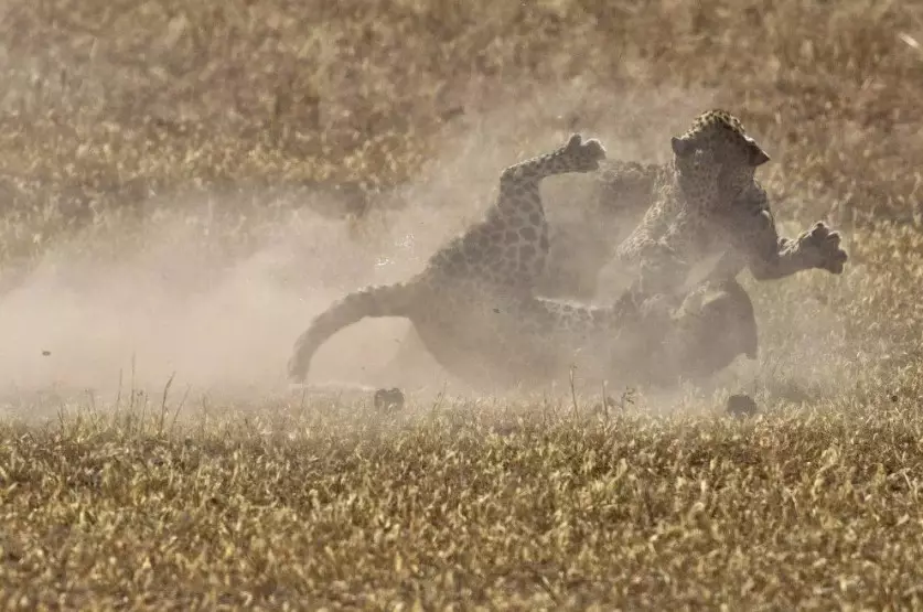 Uzbudljivi materijal je borba divljih leoparda! Fotograf Fanie Haymans 7544_5