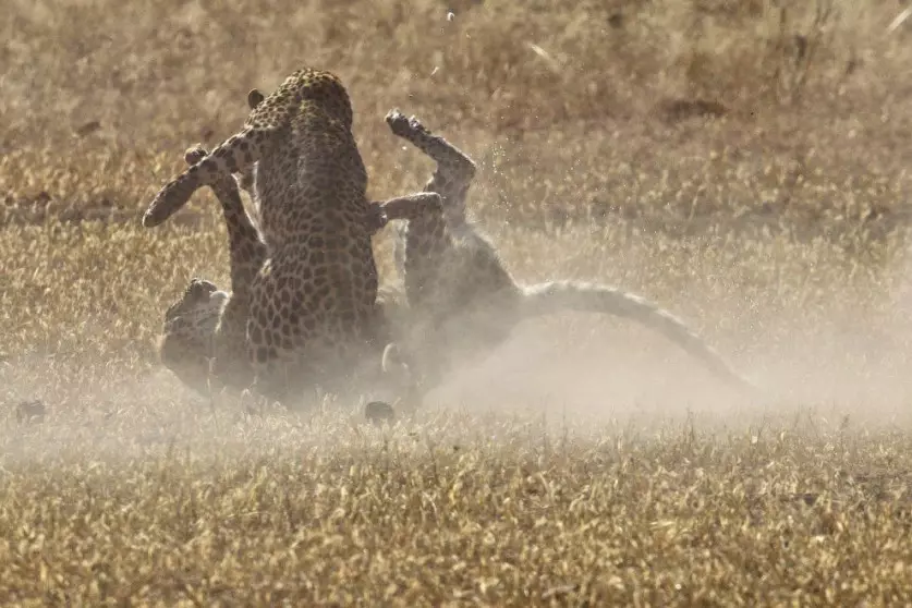 Il-materjal eċċitanti huwa l-ġlieda ta 'leopards ferocious! Fotografu Fanie Haymans 7544_7