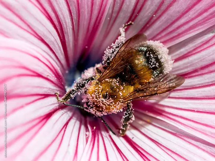 Pir xweş û agahdarî! Bumbleawa di rengan de bumble Wênekêş Shatov Aleksey 7563_1