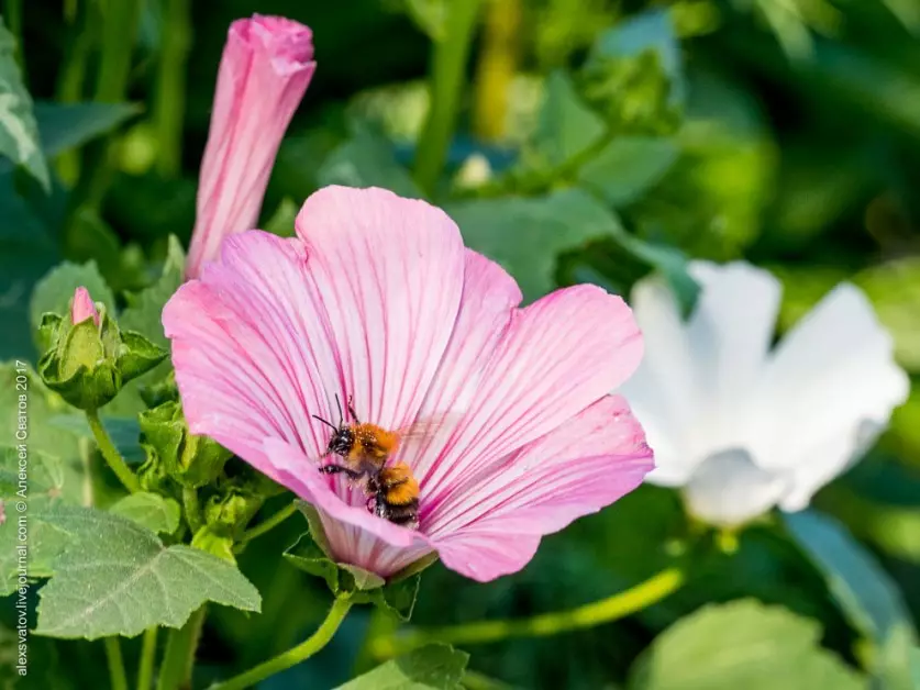 Pir xweş û agahdarî! Bumbleawa di rengan de bumble Wênekêş Shatov Aleksey 7563_10