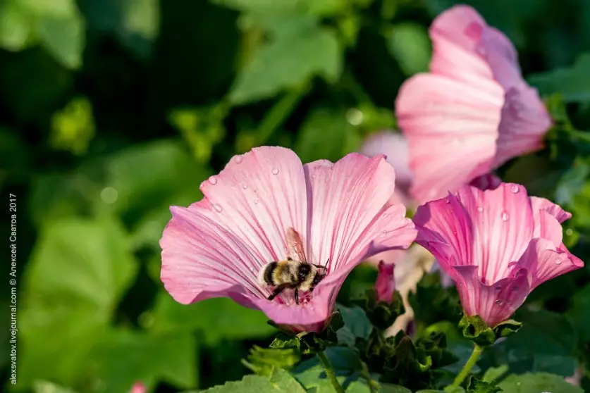 Pir xweş û agahdarî! Bumbleawa di rengan de bumble Wênekêş Shatov Aleksey 7563_12