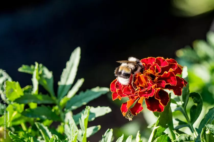 Pir xweş û agahdarî! Bumbleawa di rengan de bumble Wênekêş Shatov Aleksey 7563_13