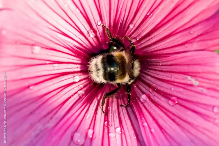 Pir xweş û agahdarî! Bumbleawa di rengan de bumble Wênekêş Shatov Aleksey 7563_15