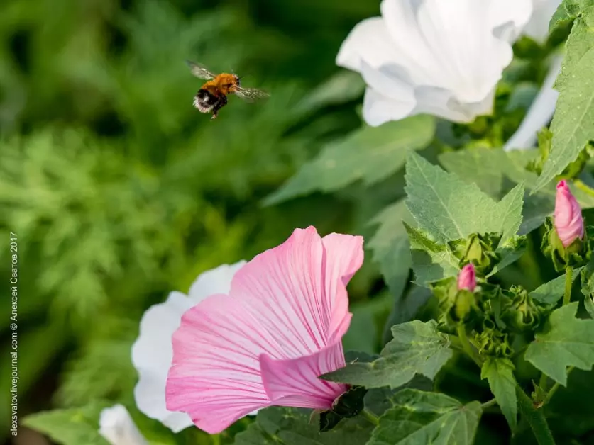 Pir xweş û agahdarî! Bumbleawa di rengan de bumble Wênekêş Shatov Aleksey 7563_16