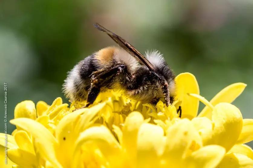 Pir xweş û agahdarî! Bumbleawa di rengan de bumble Wênekêş Shatov Aleksey 7563_4