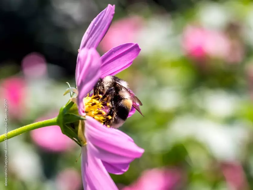 Pir xweş û agahdarî! Bumbleawa di rengan de bumble Wênekêş Shatov Aleksey 7563_5