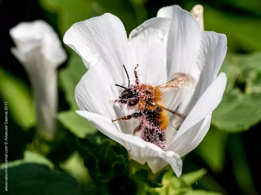 O dara pupọ ati alaye! Bawo ni Bumblebees fi sinu awọn awọ? Fotogirapiran Shatov Aloksey 7563_7