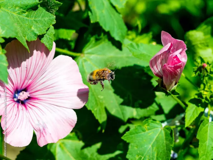 Pir xweş û agahdarî! Bumbleawa di rengan de bumble Wênekêş Shatov Aleksey 7563_8