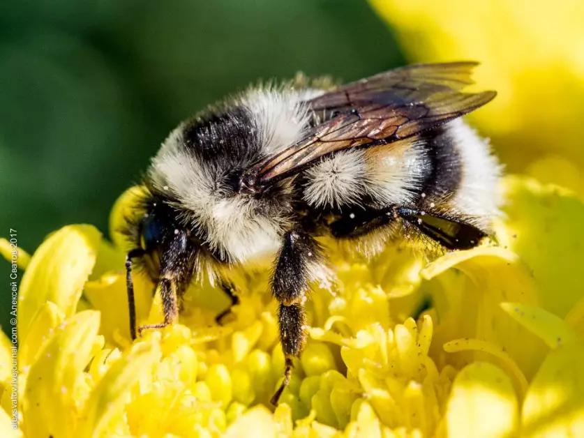 Маш сайхан, мэдээлэлтэй! Хэрхэн Bumblebee нь өнгөөр ​​усанд ордог вэ? Гэрэл зурагчин Шатов Алекси 7563_9