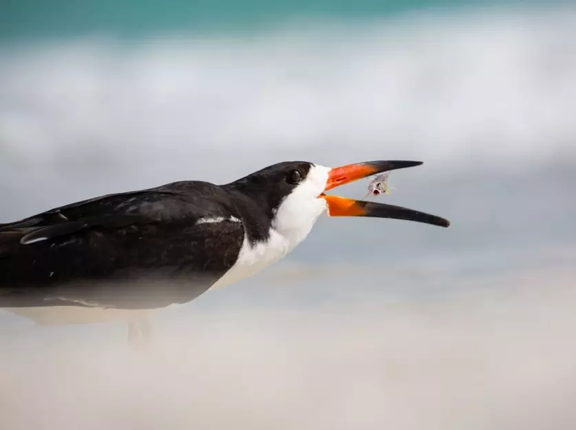 Cele mai bune fotografii ale National Geographic iulie 2017 7577_24