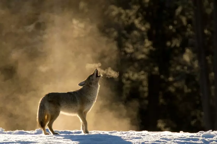 Fotot më të mira të National Geographic korrik 2017 7577_28