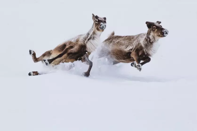 Cele mai bune fotografii ale National Geographic iulie 2017 7577_3