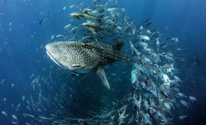 Cele mai bune fotografii ale National Geographic iulie 2017 7577_7