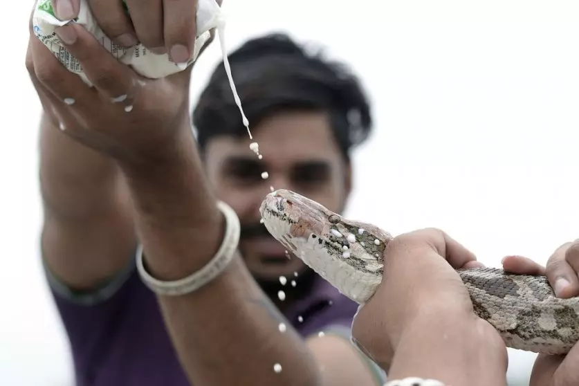 Tontonan anu luar biasa !!! Festival oray Nag Panchami 2017 7598_11