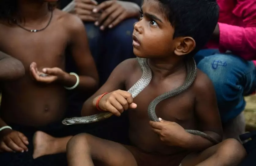 Tontonan anu luar biasa !!! Festival oray Nag Panchami 2017 7598_4