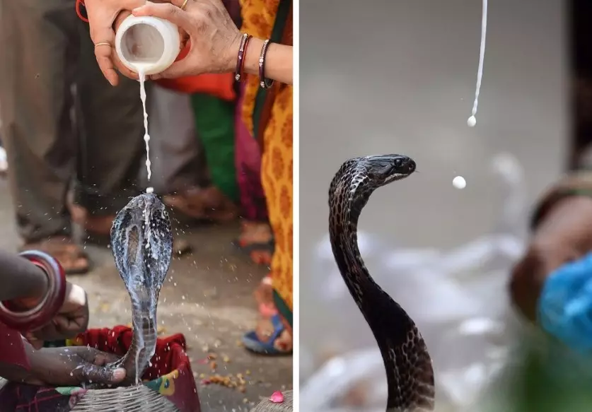 Tontonan anu luar biasa !!! Festival oray Nag Panchami 2017 7598_6