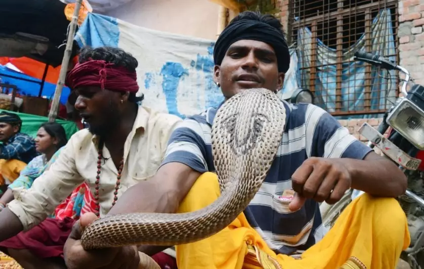 Tontonan anu luar biasa !!! Festival oray Nag Panchami 2017 7598_8