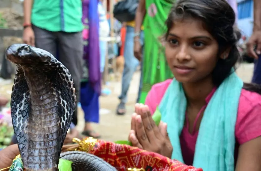 Tontonan anu luar biasa !!! Festival oray Nag Panchami 2017 7598_9