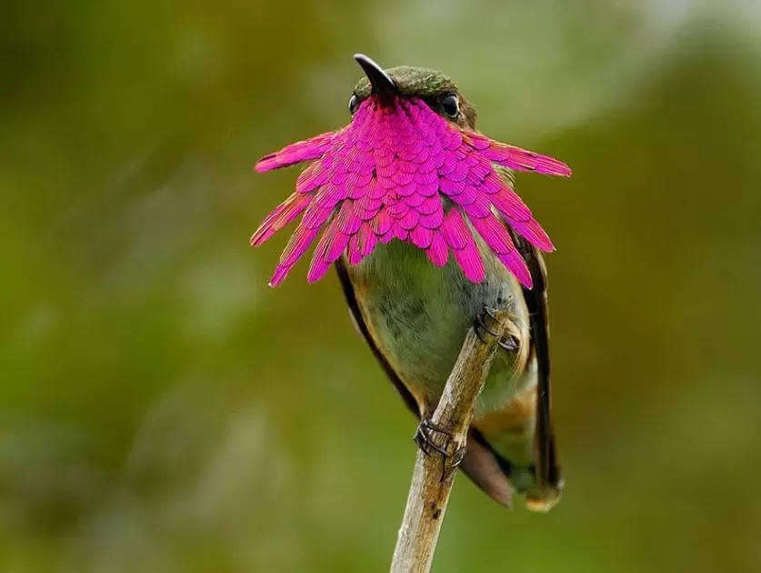 Miniature Miracle of Nature: Hummingbird Bird in Lens