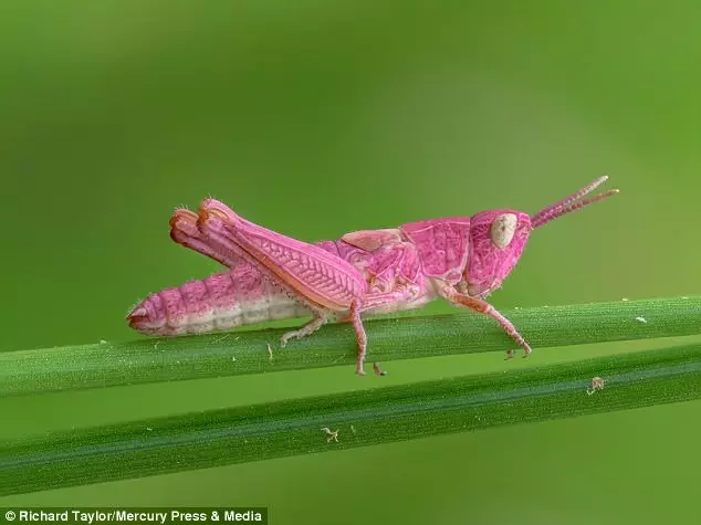 Pembe Grasshopper - Gerçeklik, Photoshop değil! Fotoğrafçı Richard Taylor (Richard Taylor) 7768_1