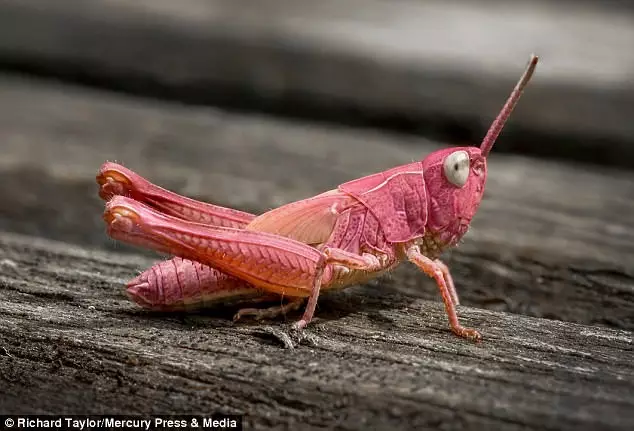 Pembe Grasshopper - Gerçeklik, Photoshop değil! Fotoğrafçı Richard Taylor (Richard Taylor) 7768_2