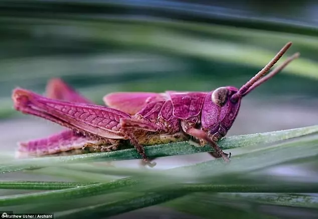 Pembe Grasshopper - Gerçeklik, Photoshop değil! Fotoğrafçı Richard Taylor (Richard Taylor) 7768_4