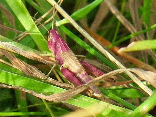 Pembe Grasshopper - Gerçeklik, Photoshop değil! Fotoğrafçı Richard Taylor (Richard Taylor) 7768_5