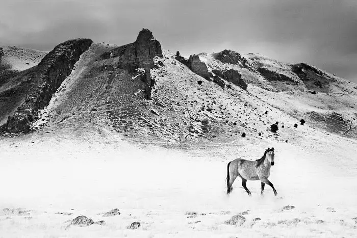 Amazingly elegant horses! Photographer Troy Moth (Troy Moth) 7787_8