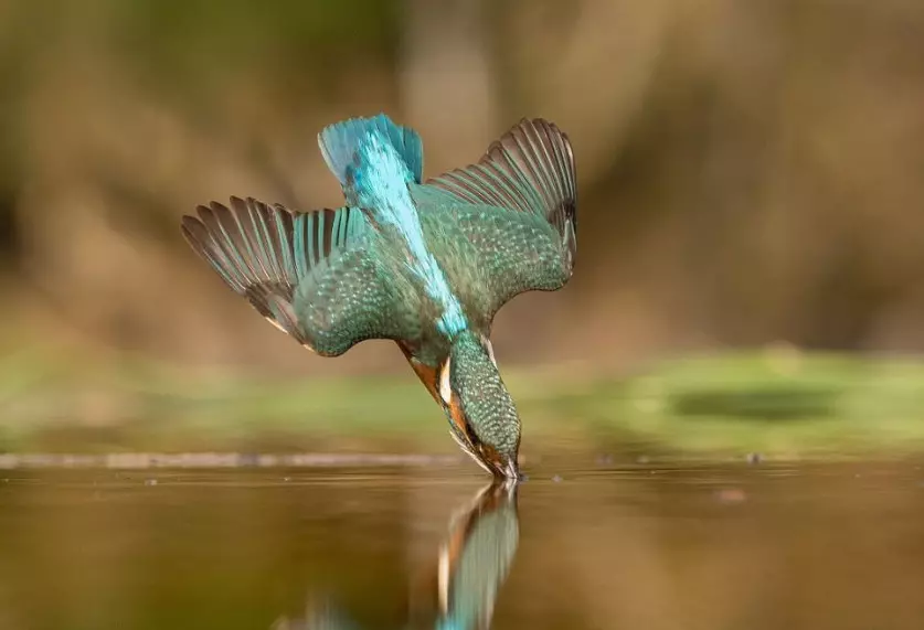 Gary Jones (Gary Jones) diving fındıqlarının təəccüblü fotoları 7875_1